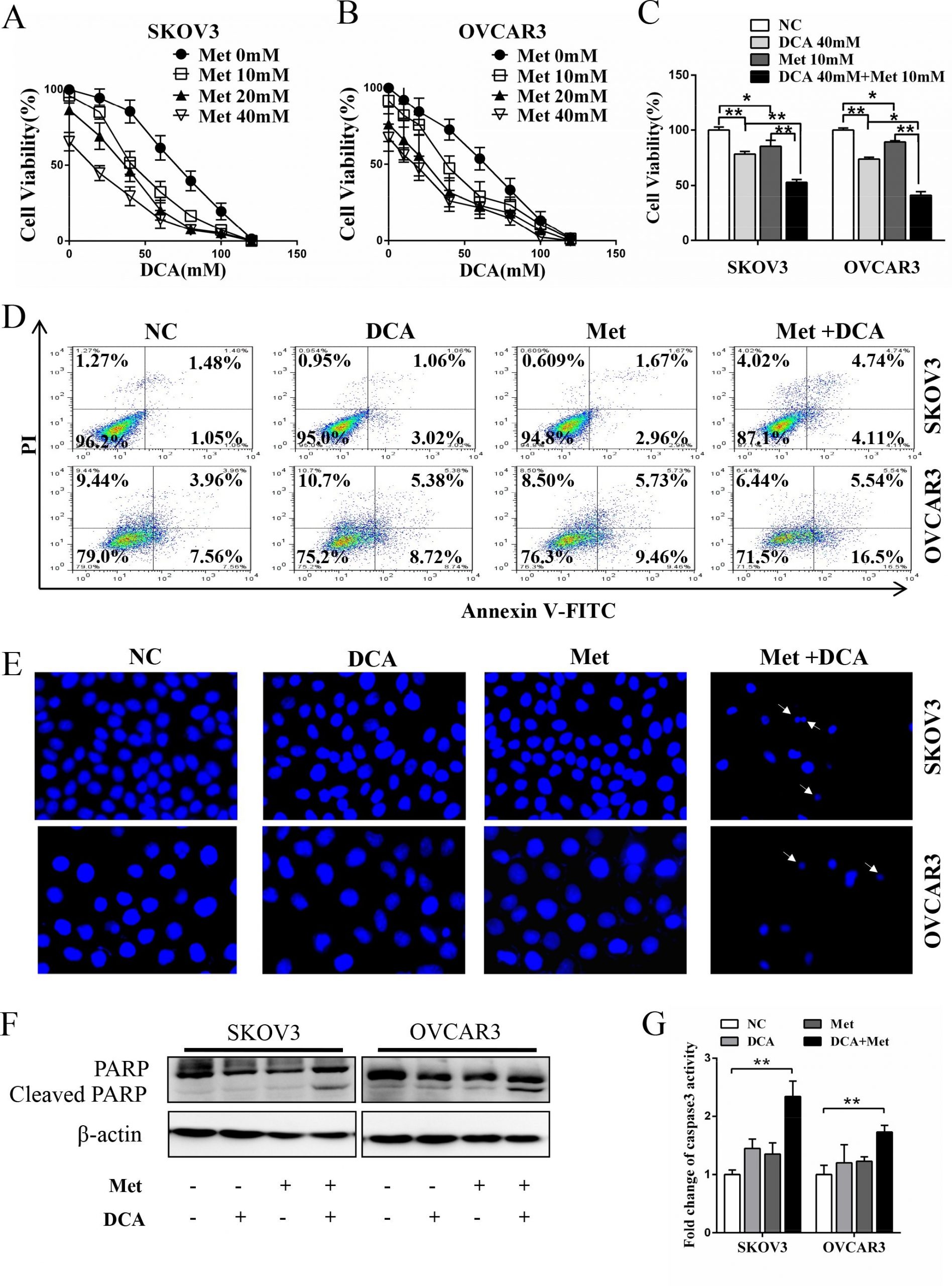 El dicloroacetato y la metformina suprimen sinérgicamente el ...