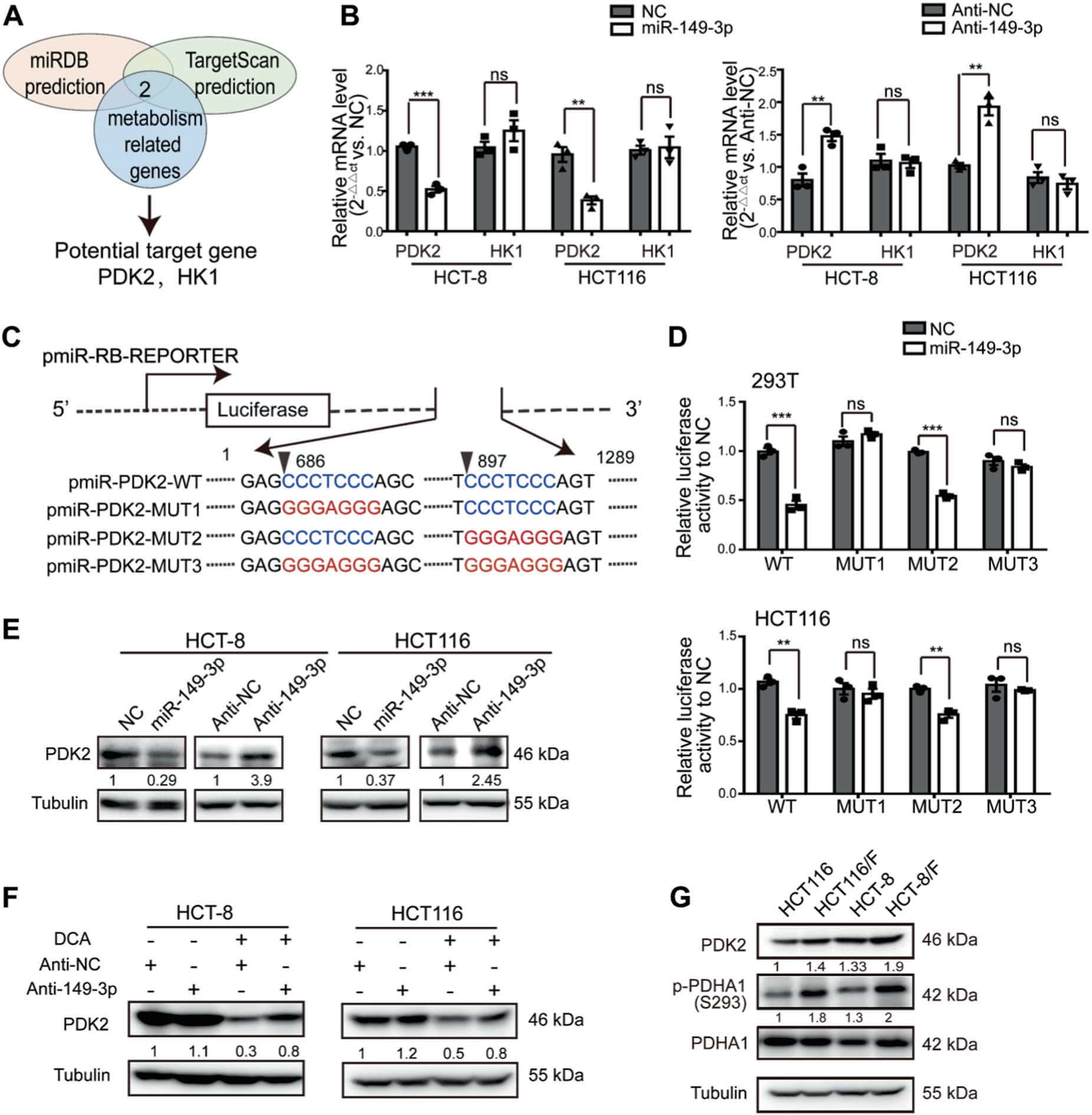 Dichloroacetate restores colorectal cancer chemosensitivity through the ...