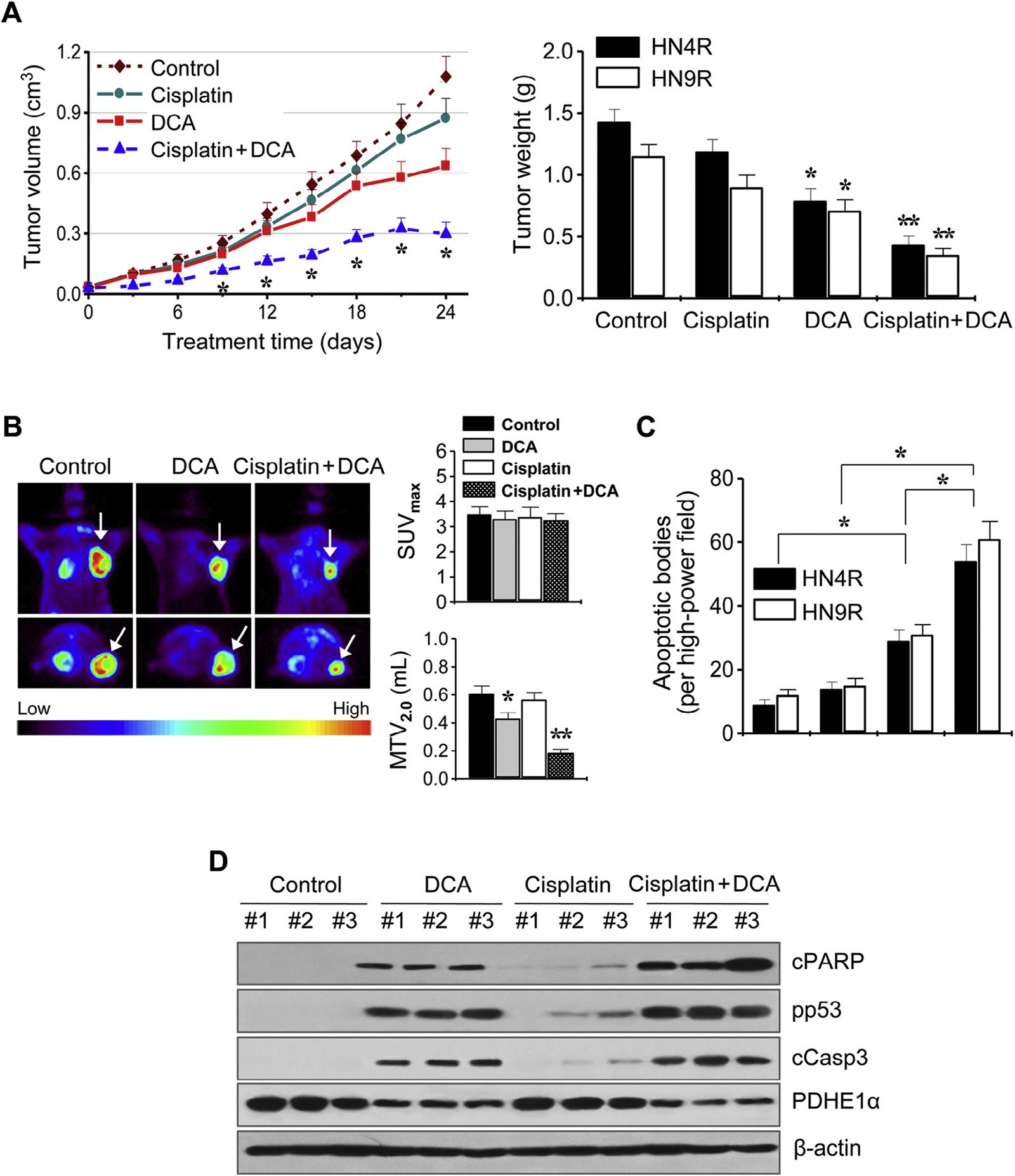 Activation of mitochondrial oxidation by PDK2 inhibition reverses ...